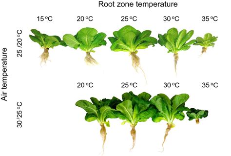 Lettuce Lactuca Sativa L Var Lonolia Grown Under Different Download Scientific Diagram
