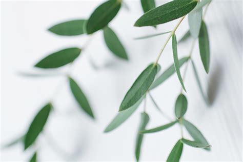 밝은 나무 배경에 유칼립투스의 아름 다운 장식을 녹색 잎이 닫힙니다 Floristics 자연 경관 및 장식 식물 배경입니다 유기농 제품 또는 화장품 클로즈업에 대한 스톡