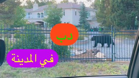 شفت دب اثناء مغامرتي Youtube