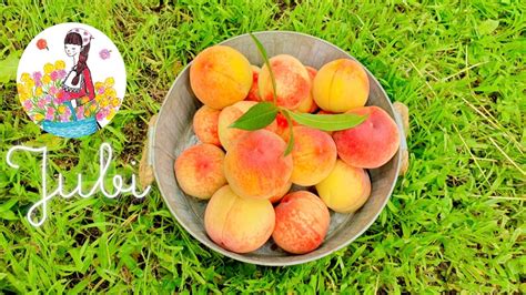 복숭아 따고 양배추 수확하기~ Youtube