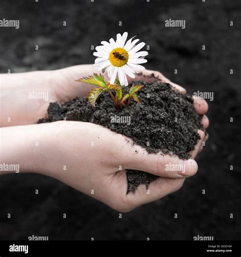 Chamomile Sprout In Female Hands Close Up On A Background Of The Black