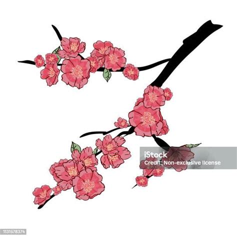 사쿠라 일본 벚꽃 지점 개화 꽃 벡터 일러스트입니다 손 그리기 흰색 배경에 고립 개념에 대한 스톡 벡터 아트 및 기타 이미지 개념 개념과 주제 결혼식 Istock