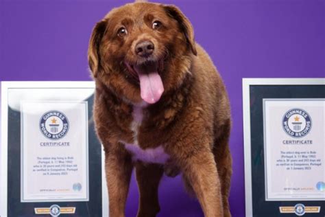 Guinness Suspende T Tulo De C O Mais Velho Do Mundo Para Bobi Metr Poles