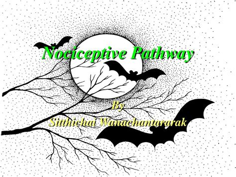 Ppt Nociceptive Pathway Powerpoint Presentation Free Download Id