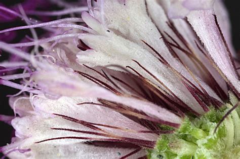 Pycnocomon Intermedium Lag Greuter And Burdet