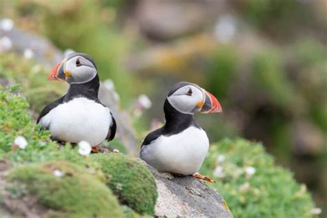 Puffins Ireland Complete Guide When And Where To See Them