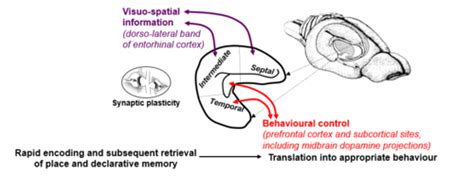 Lecture 10 The Hippocampal Learning Behaviour Translation And Clinical Implications Flashcards
