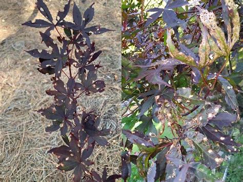 8 Common Japanese Maple Diseases With Pictures World Of Garden Plants
