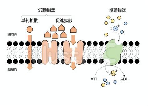 細胞への物質の出入りイラスト No 22629944／無料イラスト フリー素材なら「イラストac」