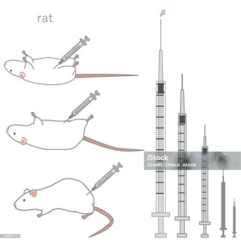 다양한 크기의 주사기 쥐의 벡터 그림 세트가 주입되고 있습니다 벡터에 대한 스톡 벡터 아트 및 기타 이미지 벡터 실험용 쥐 쥐 Istock