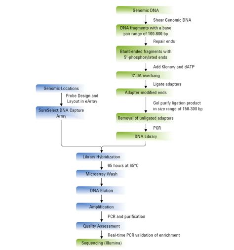Sure Select Dna Capture Array A Dna Library Is Created And Hybridized