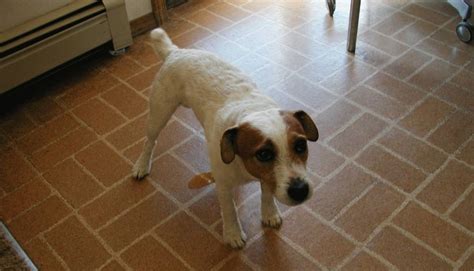 Недержание мочи у собаки причины что делать и лечение собака часто мочится