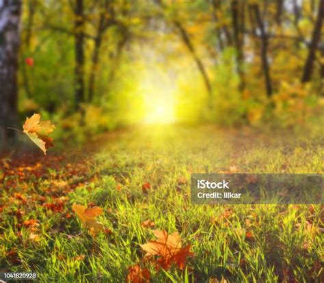 아름 다운가 풍경 노란색 나무와 태양입니다 공원에서 화려한 단풍입니다 떨어지는 나뭇잎 자연 배경 가 시즌 개념 0명에 대한 스톡 사진 및 기타 이미지 Istock