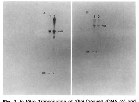 Figure 1 From Glucocorticoid Induced Stimulation Of Ribosomal Gene Transcription In Rat Hepatoma