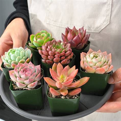 2 Mini Rosette Succulent Plants 7 Pack Assortment Home Decor