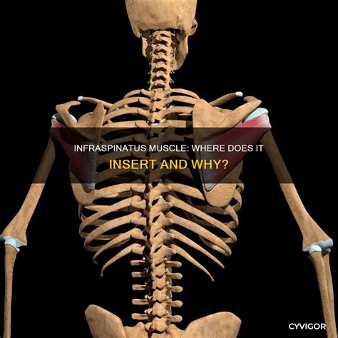 Infraspinatus Muscle Where Does It Insert And Why Cyvigor