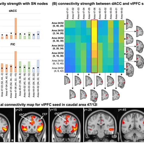 Functional Connectivity Analysis In The Human Brain A Average Download Scientific Diagram