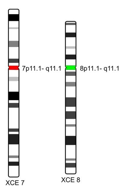 XCyting FISH Probes MetaSystems Probes