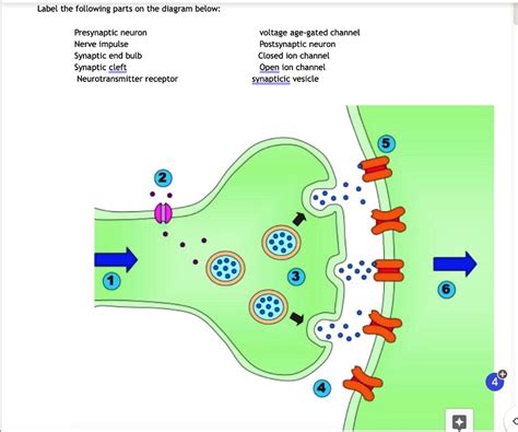 Video Solution 2 Summarize How A Typical Synapse Operates Label The Following Parts On The