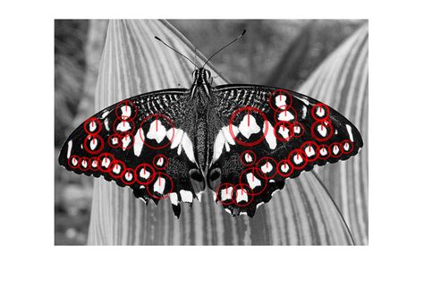 Introduction To Surf Speeded Up Robust Features