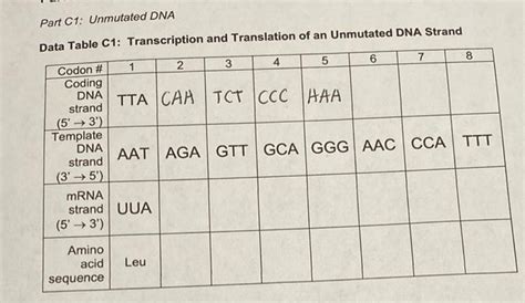 Solved Part C1 Unmutated Dna Data Table C1 Transcription