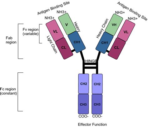 Antibodies Diagram