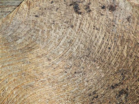 Free Images Nature Sand Rock Wood Texture Trunk Old Autumn