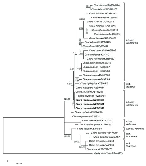 Phylogenetic Tree Based On 1051 Base Pairs Bp Of The Rbcl Sequences