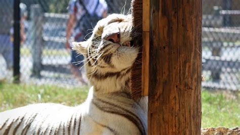 Natural Bridge Zoo Representative Responds To Warrants Claiming Dozens