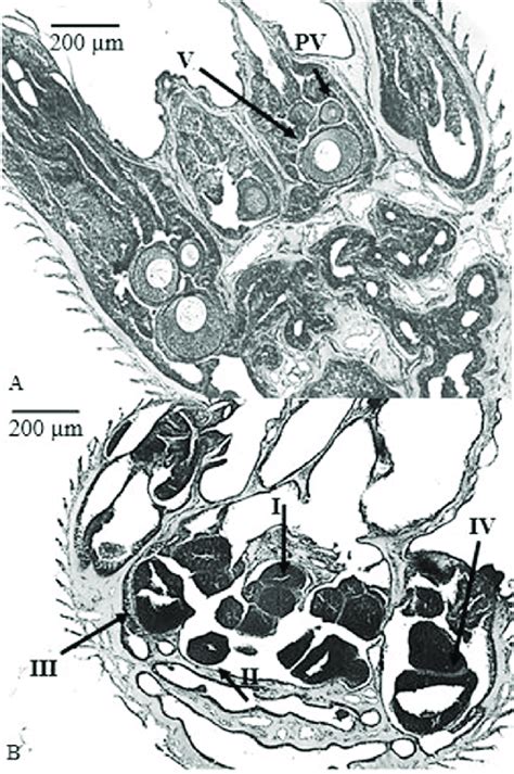 Histological Sections Of The Polyps Displaying The Gamete Development