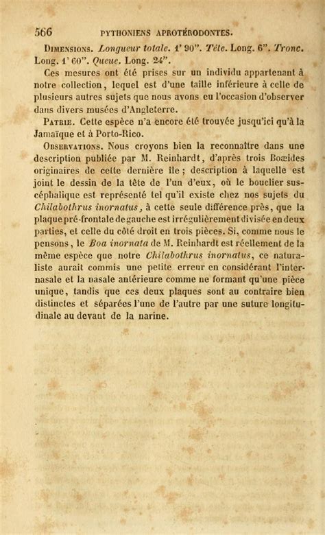 Chilabothrus Inornatus West Indian Boas