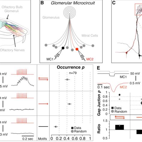 A Anatomical Representation Of The Olfactory System B Schematic Download Scientific Diagram