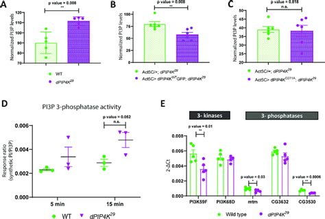 Dpip4k Regulates Pi3p Levels In Vivo A Graph Representing Normalised Download Scientific