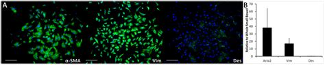 Characterization Of Intestinal Subepithelial Myofibroblasts Isemfs Download Scientific