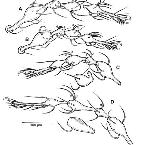 Phylogeny Of The Order Acariformes According To Oconnor 1984