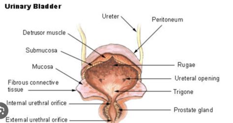 Sex Repro Anatomy Theory Flashcards Quizlet Sex Repro Anatomy Theory Flashcards Quizlet