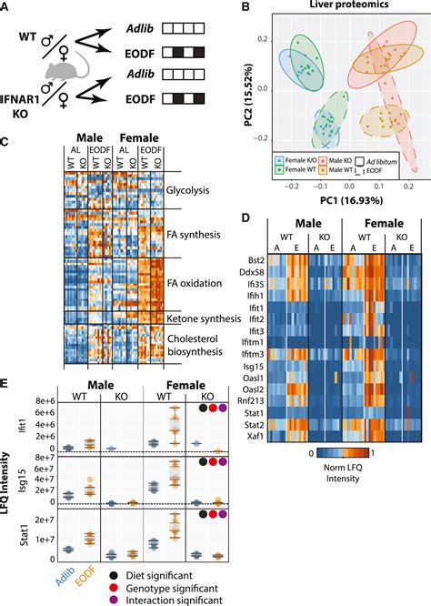 Dietary Restriction Induces A Sexually Dimorphic Type I Interferon Response In Mice With Gene