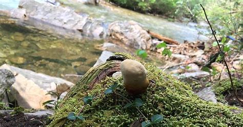 Ganoderma Tsugae Album On Imgur