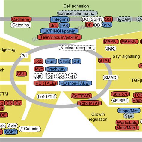 The Filasterean Capsaspora Owczarzaki Ab Differential Interference Download Scientific