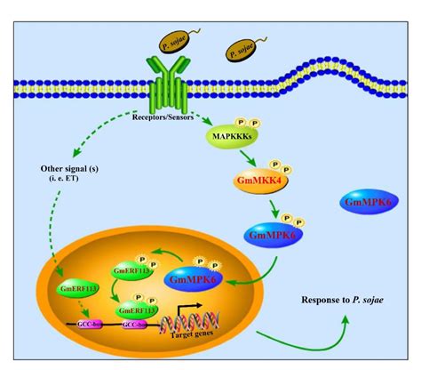 The Plant Journal 东北农业大学张淑珍教授团队揭示gmmkk4 Gmmpk6 Gmerf113级联磷酸化响应大豆疫霉根腐病抗性的分子机制 东北农业大学农学院