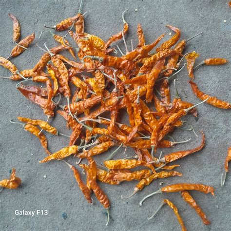 Yellow Gold Dried Chilli At ₹ 220kg Dried Chilli In Guntur Id