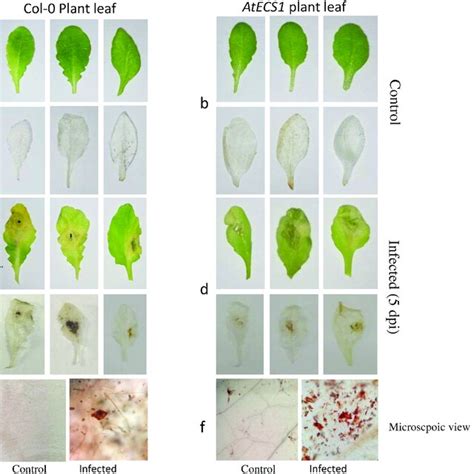 Accumulation Of H 2 O 2 In Infected Leaf By Dab Staining In Col 0 And