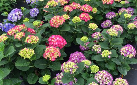 Buy Wee Bit Giddy Hydrangea Free Shipping Wilson Bros Gardens 3