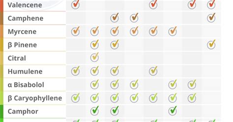 The Us Terp Company How Terpenes Impact Our Body
