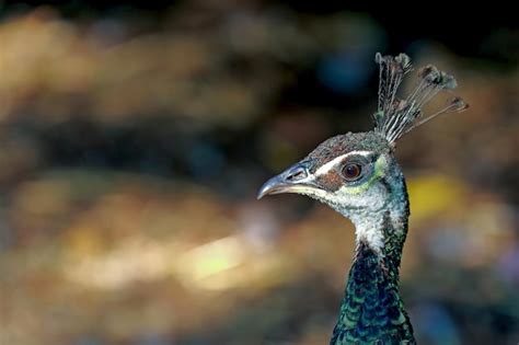 Premium Photo Close Up Side View Of A Peacock