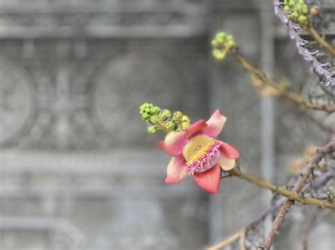 무료 이미지 캄보디아 Bodi 나무 벽 봄 담홍색 분기 꽃 피는 식물 작은 가지 싹 꽃잎 식물 줄기 야생화 4032x3024 Steira