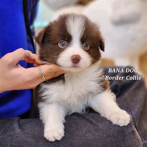 바나개 마포점 아주 이쁜 초코 보더콜리 소개합니다 ️ 진짜 이렇게 이쁜 외모를 가진 보더콜리는 처음 보는거 같아요 ️ 가르마도 정확하고 눈이 어쩜 이렇게 이쁜지 모색도