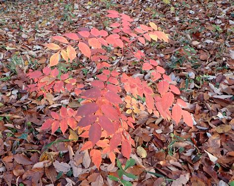 ヤマウルシ 山川草木図譜 12月 山岳の植物 樹木 ウルシ科 山漆