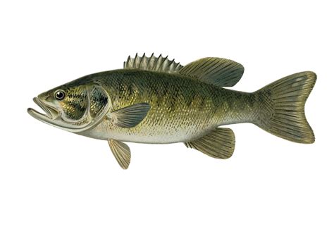 Mais De 700 Imagens Grátis De Fm Bass E Bass Pixabay
