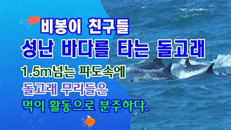 비봉이 친구들 제2탄 우영우 친구들 성난 바다 타는 돌고래 1 5m의 파도속에 돌고래 무리들 비봉이와의 조우 제주남방큰돌고래 Youtube